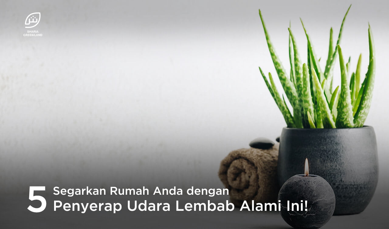 Segarkan Ruangan dengan 5 Penyerap Udara Lembab Alami Ini!