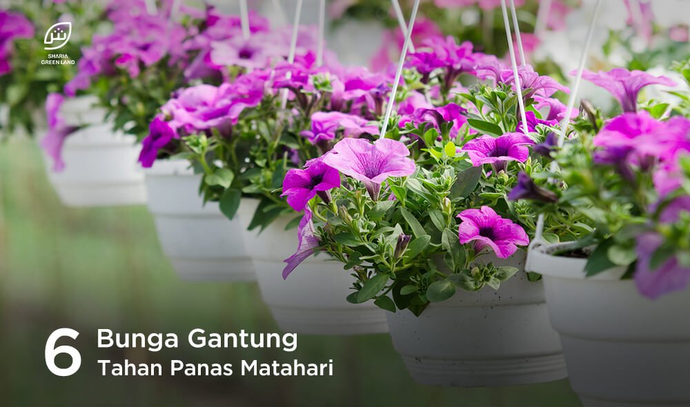 Percantik Rumah Anda dengan Bunga Gantung Tahan Panas Matahari ini!